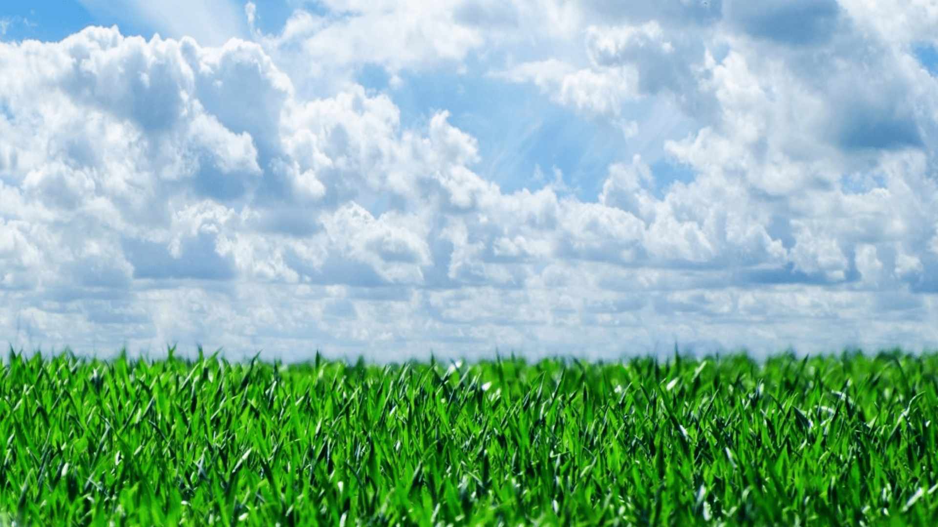 10 Reasons Artificial Turf Can Boost Your Property Value in Duncan